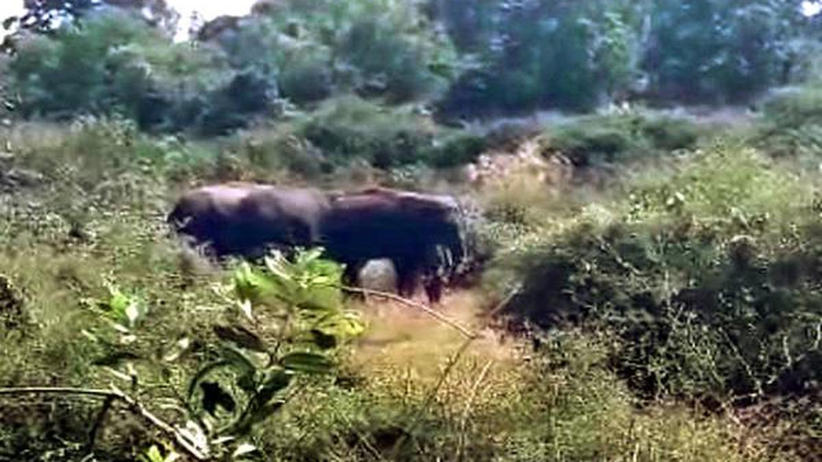 Wild elephants destroy crops - The Hindu Wild elephants destroy crops - The Hindu