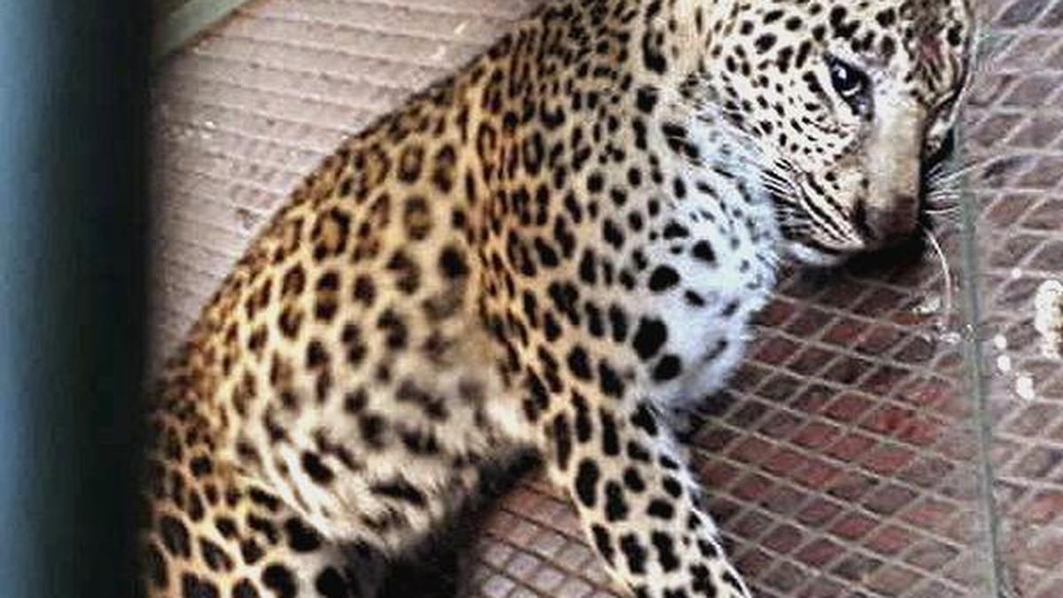 Leopardess released back into the wild - The Hindu