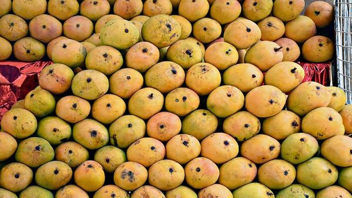 Karnataka expecting bumper mango harvest - The Hindu