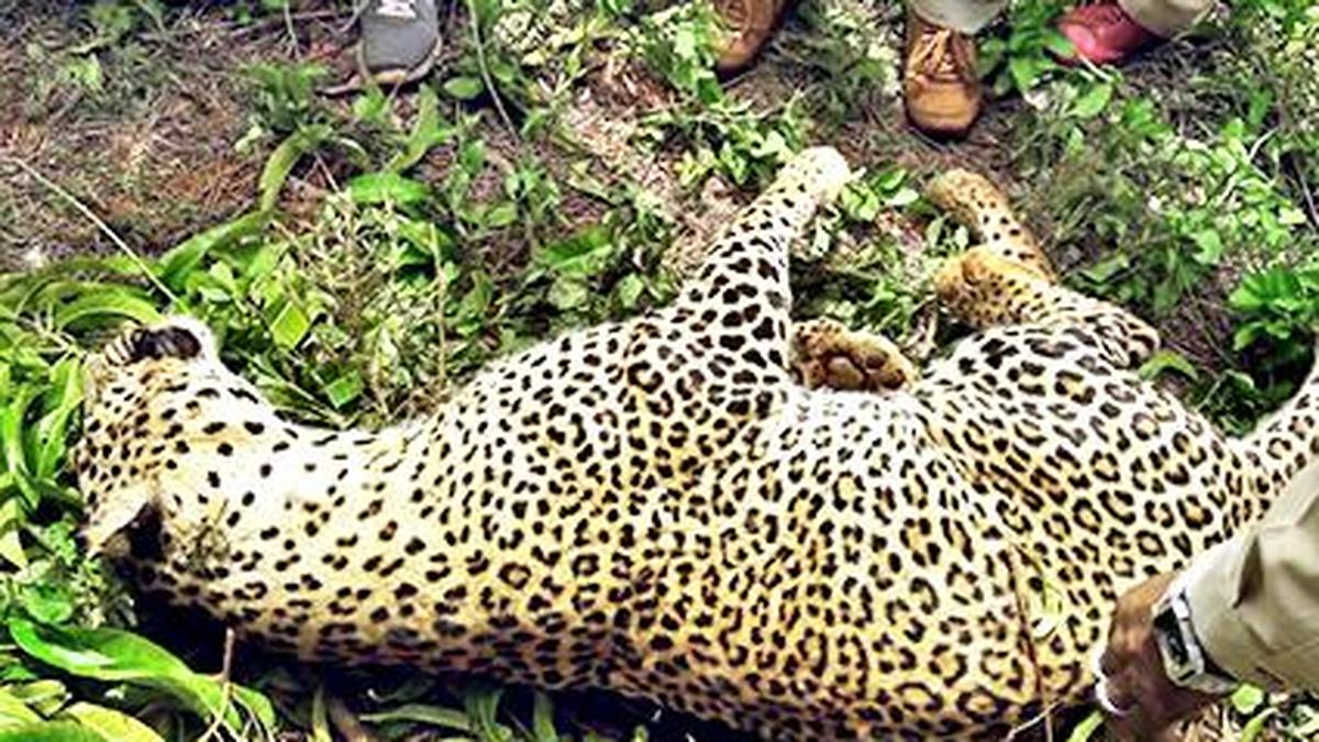 Leopard caught in snare dies - The Hindu