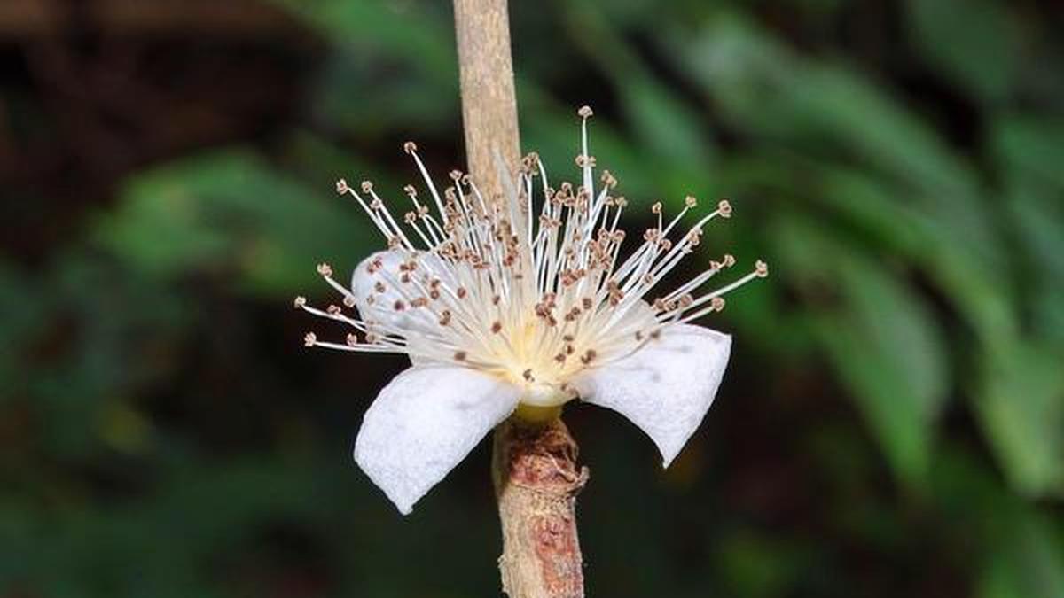 Southern reaches of Western Ghats yield 3 new plant species - The Hindu