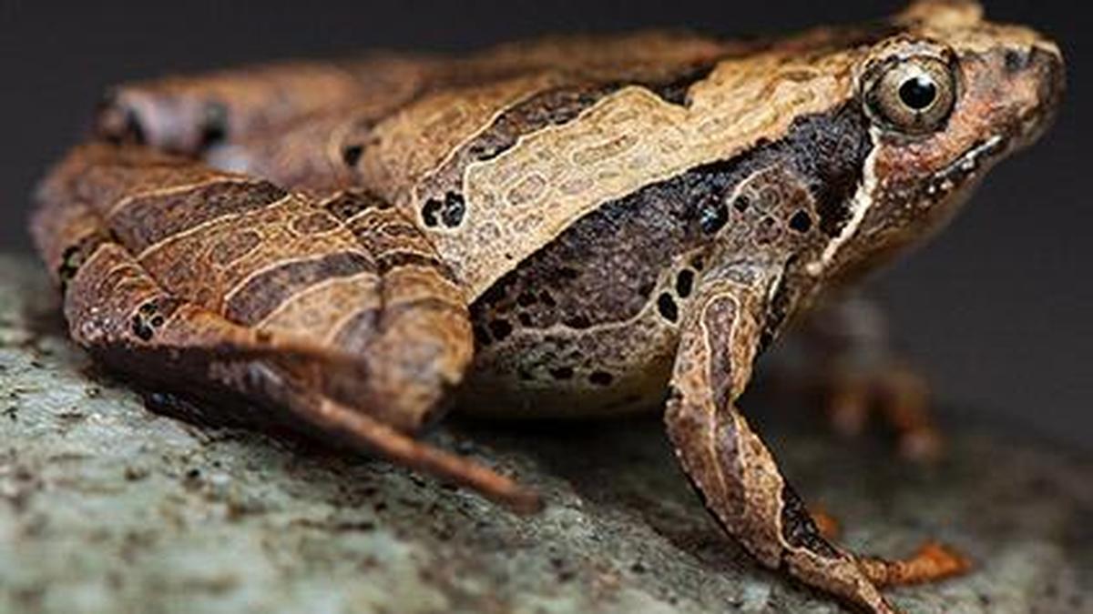 Arunachal yields a new frog species - The Hindu