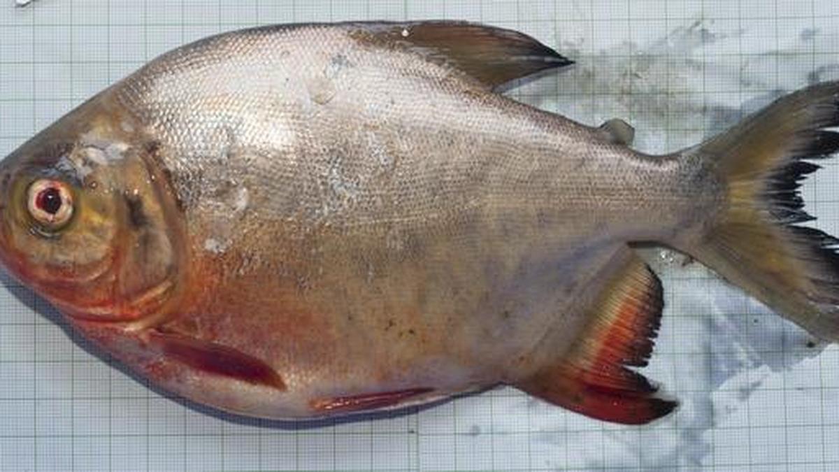 Floods trigger influx of alien fish species in Kerala - The Hindu