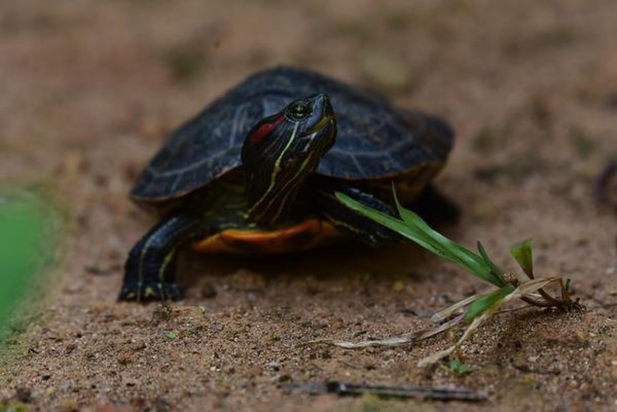 Beware of this cute red-eared turtle - The Hindu