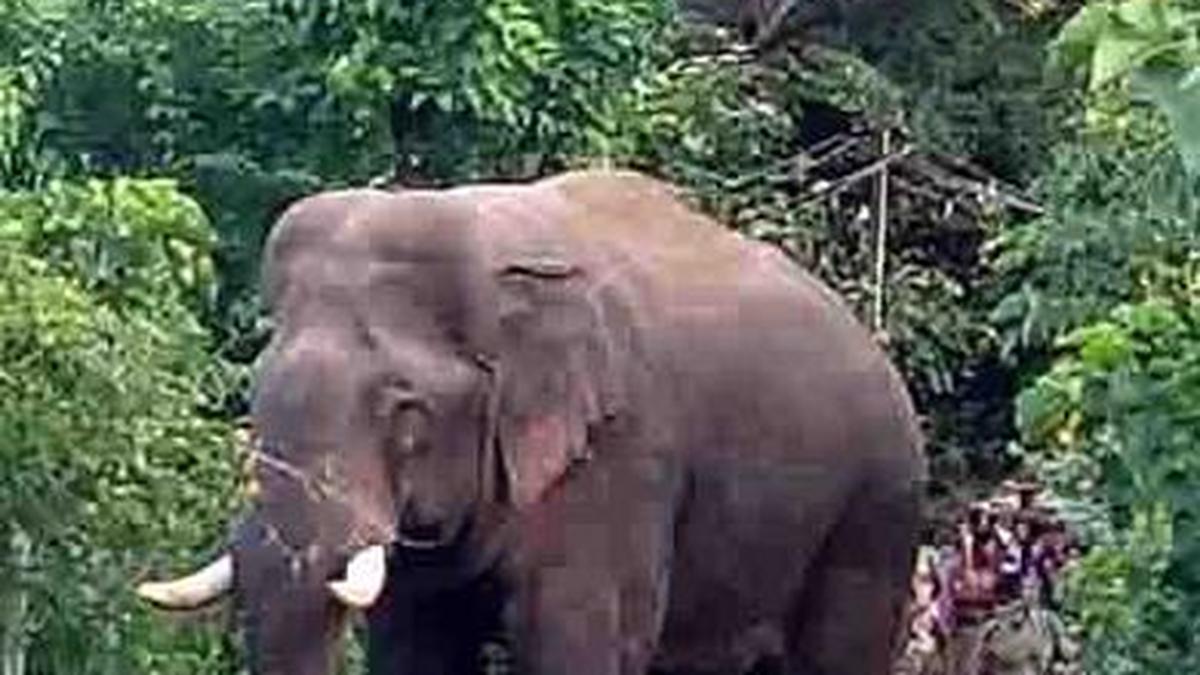 Of a tusker and its indigenous identity - The Hindu