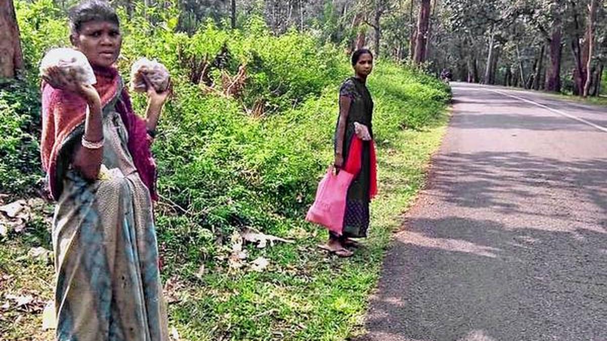 Wayanad tribes on a wild gooseberry chase - The Hindu