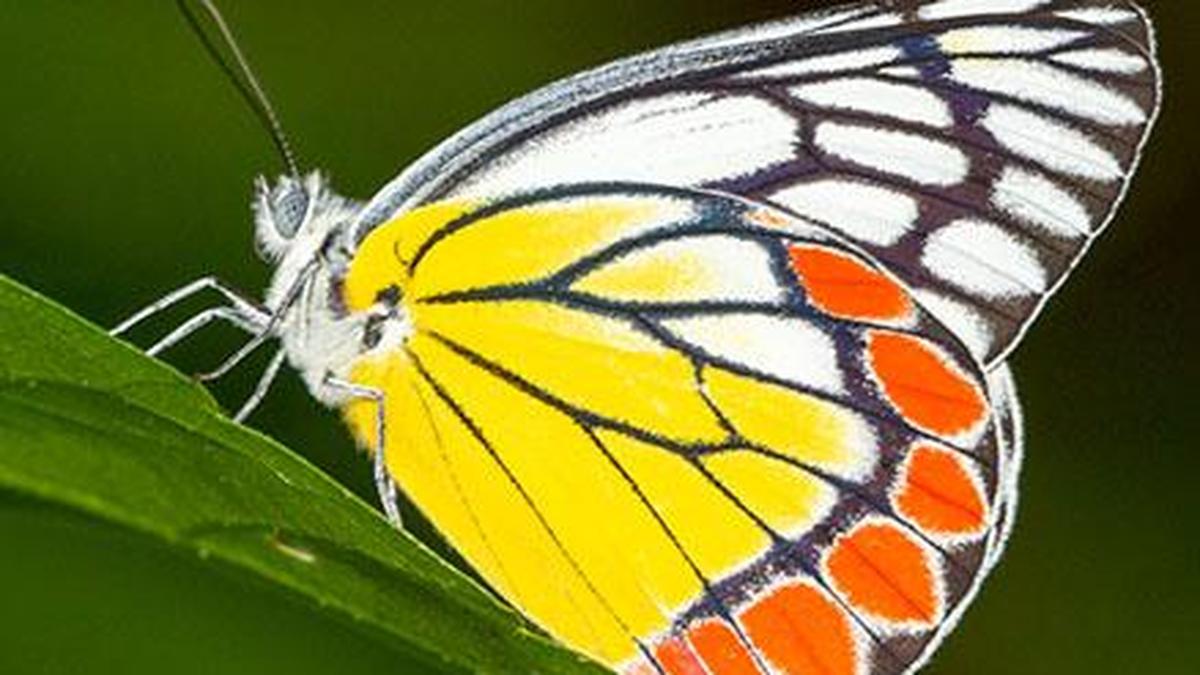 Campaign to select country’s national butterfly - The Hindu