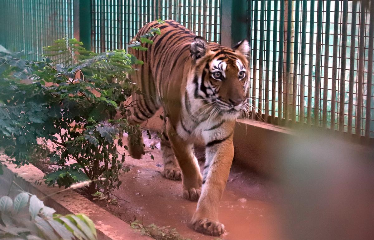 Thrissur Zoological Park | The wild ones are at home here - The Hindu