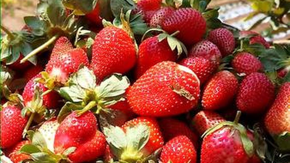 In Munnar, Horticorp reaps a sweet harvest - The Hindu