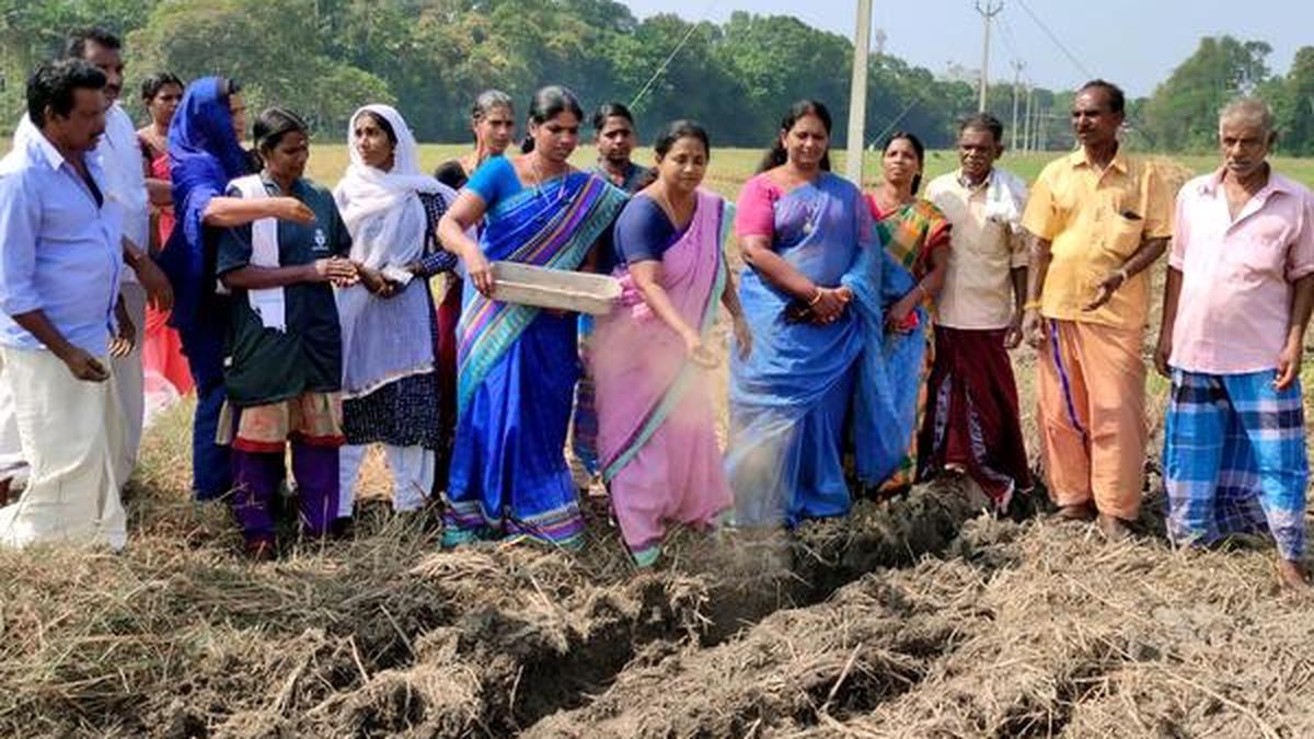Onattukara to witness sesame cultivation again - The Hindu