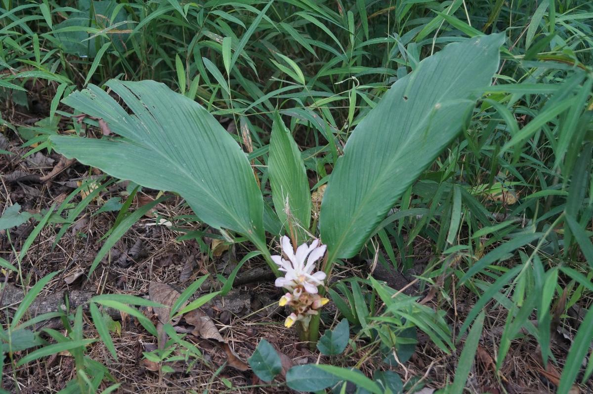 Researchers discover new species of genus Curcuma in Nagaland - The Hindu