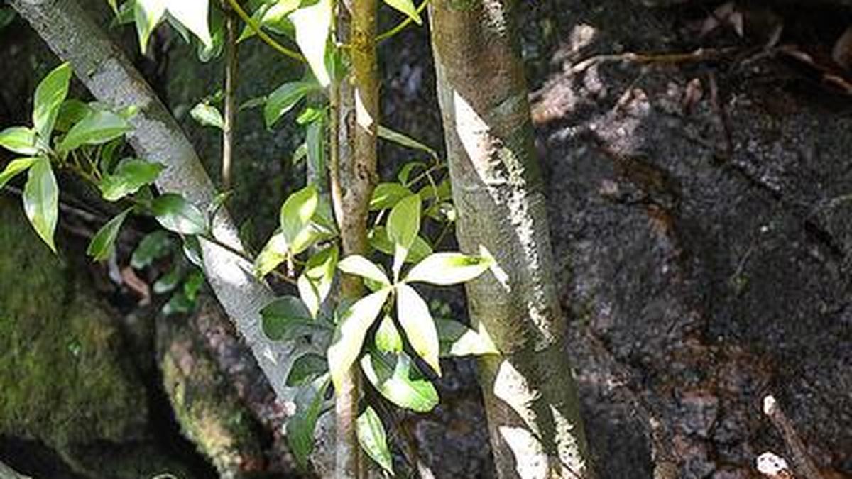 New plant species gets a pioneer’s name - The Hindu