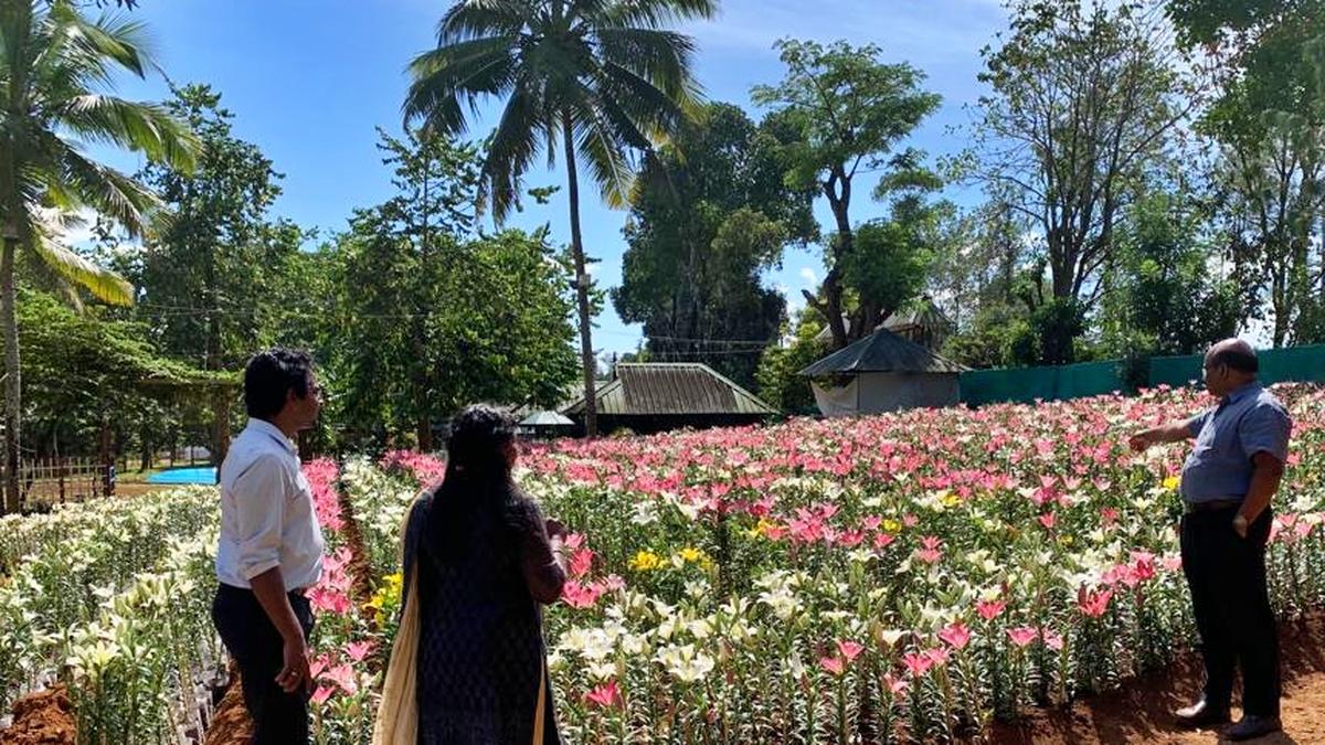 International flower show in Wayanad from Sunday - The Hindu