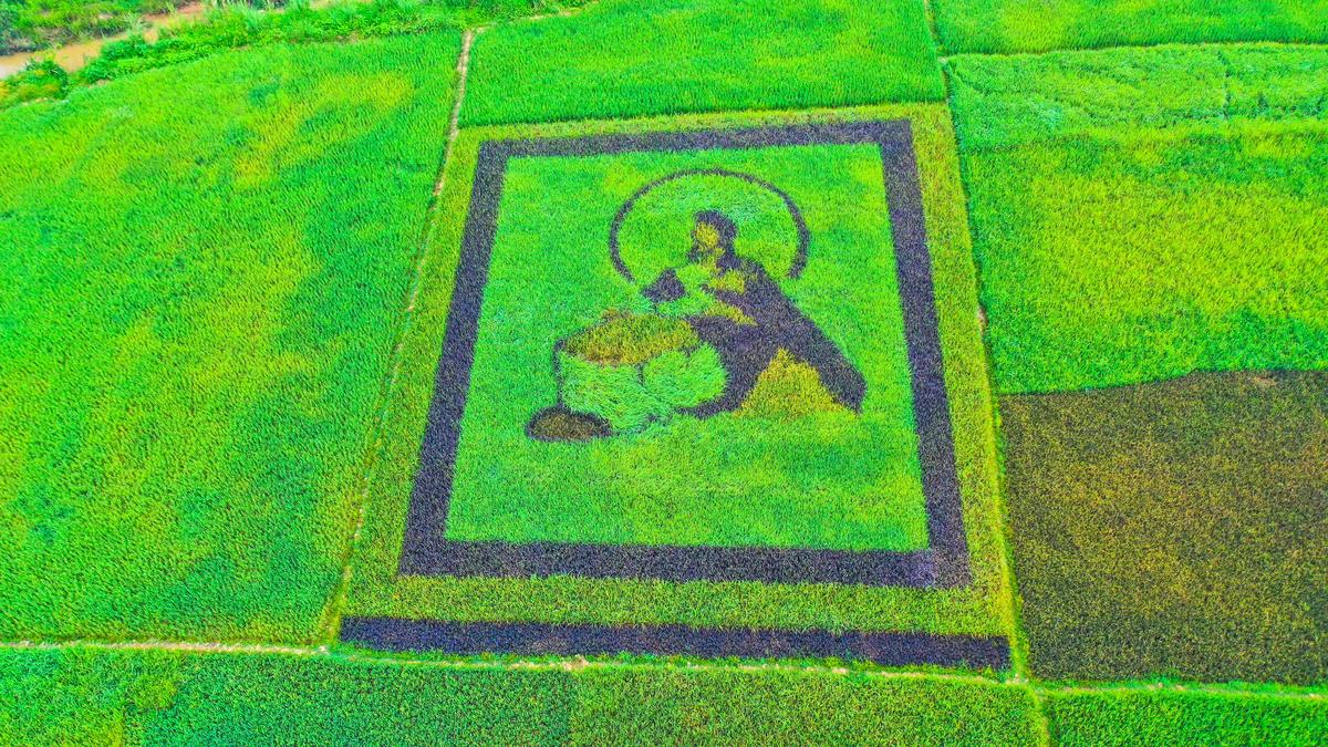 Creative expressions on paddy field - The Hindu