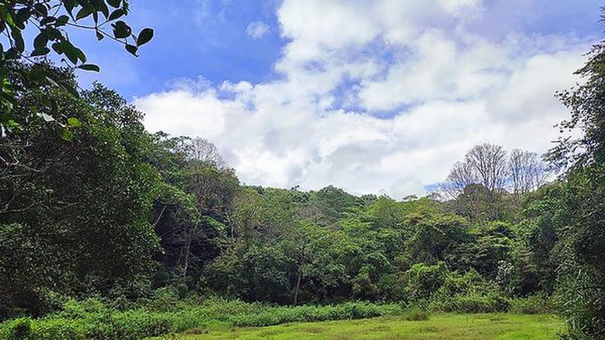 Mananthavady Municipality to organise human chain today - The Hindu