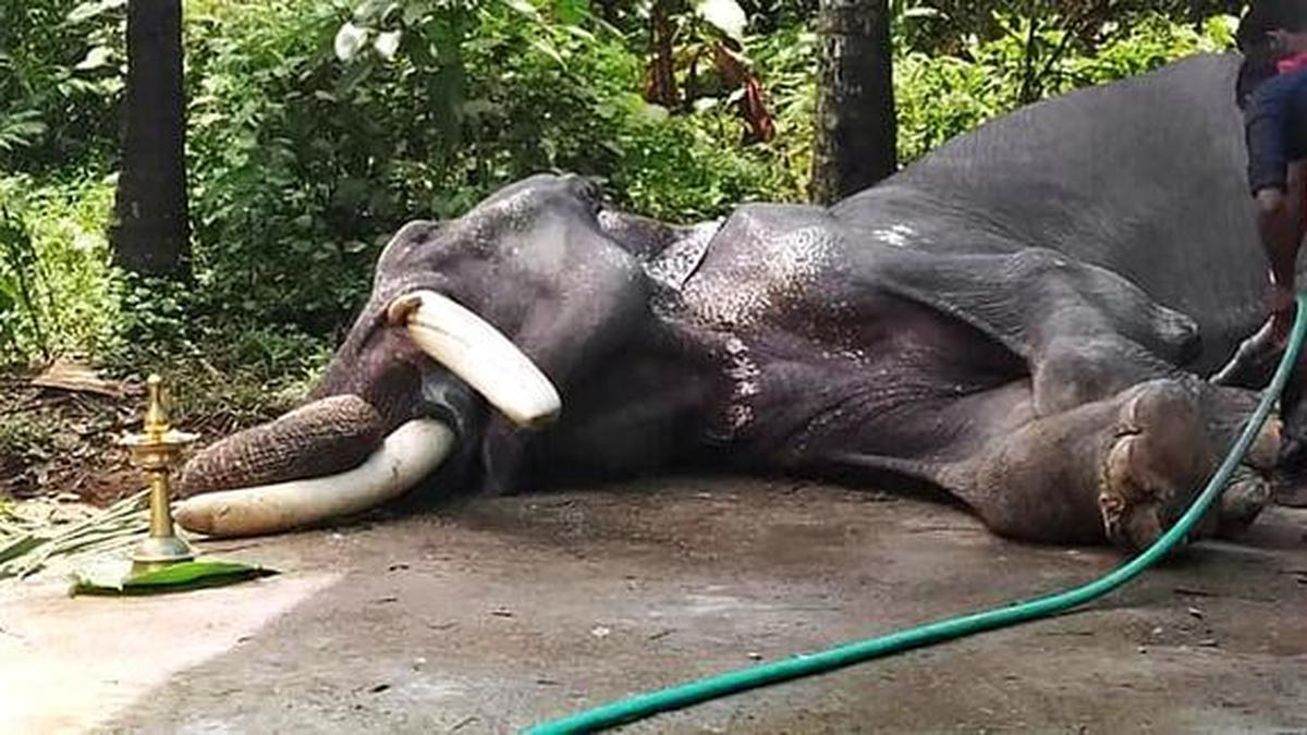 16 captive elephants lost their lives in Kerala so far this year - The ...
