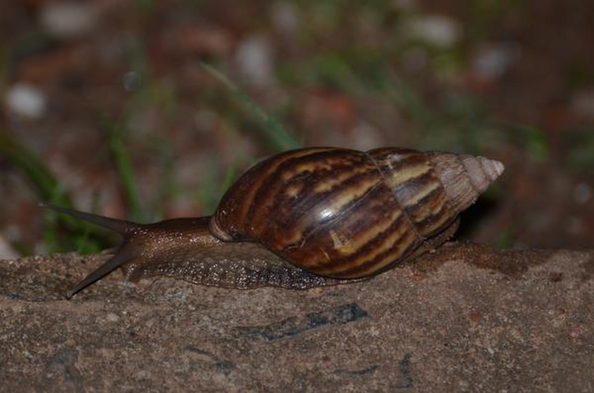 Study finds repeated waves of Giant African Snail invasion - The Hindu