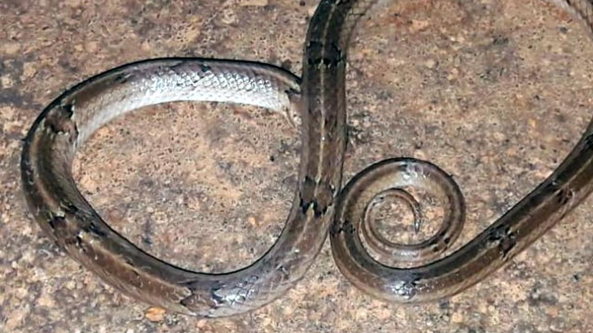 Snake inside VVPAT machine holds up polling in Kannur, Kerala - The Hindu