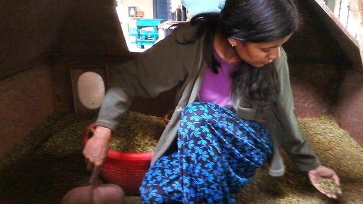 Rain affects cardamom sector - The Hindu