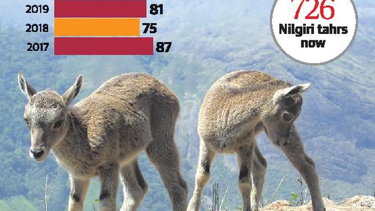 Nilgiri tahr population thrives during lockdown - The Hindu
