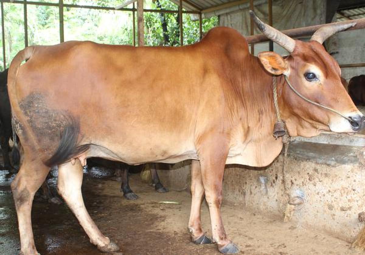 Vilwadri cattle established as genetically divergent - The Hindu