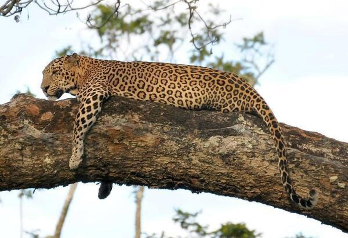650 leopards in Kerala’s tiger reserves - The Hindu