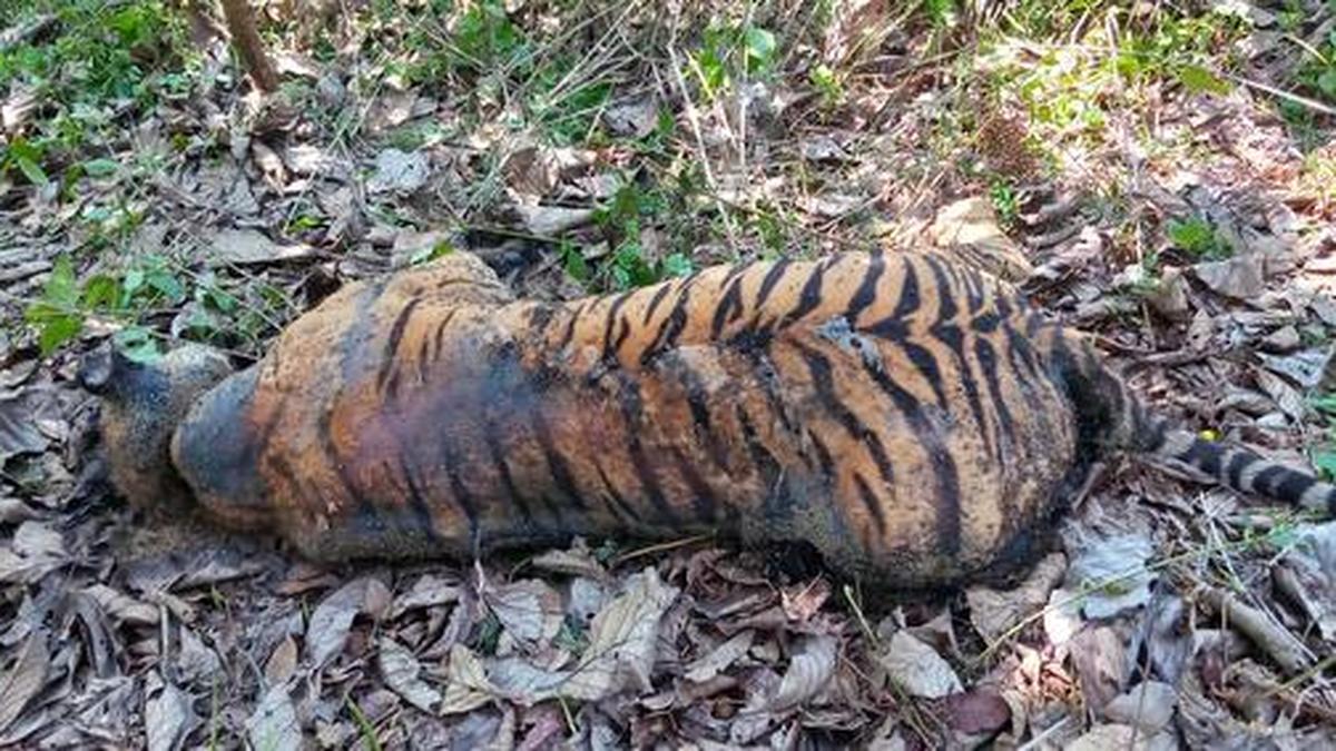 Tiger carcass found in WWS - The Hindu