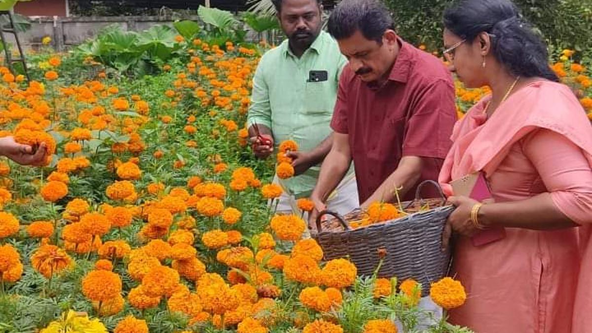 Kudumbashree flowers to lend colour to pookkalams this Onam too - The Hindu