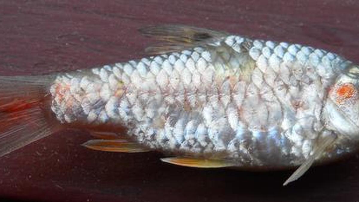 A ‘silver’ fish from Velankanni - The Hindu