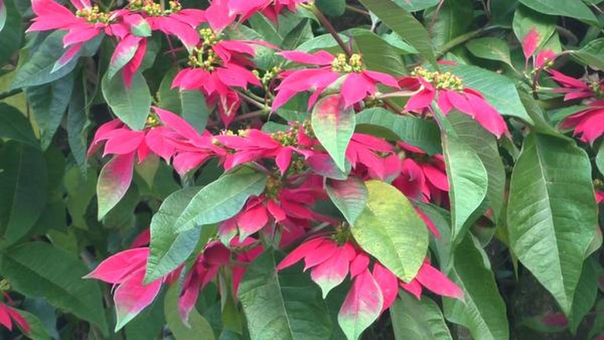 National Flower Of Rajasthan | Best Flower Site