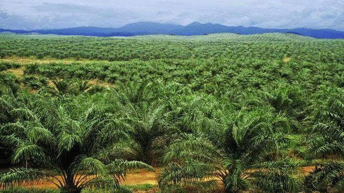 National mission to boost palm oil industry in State - The Hindu