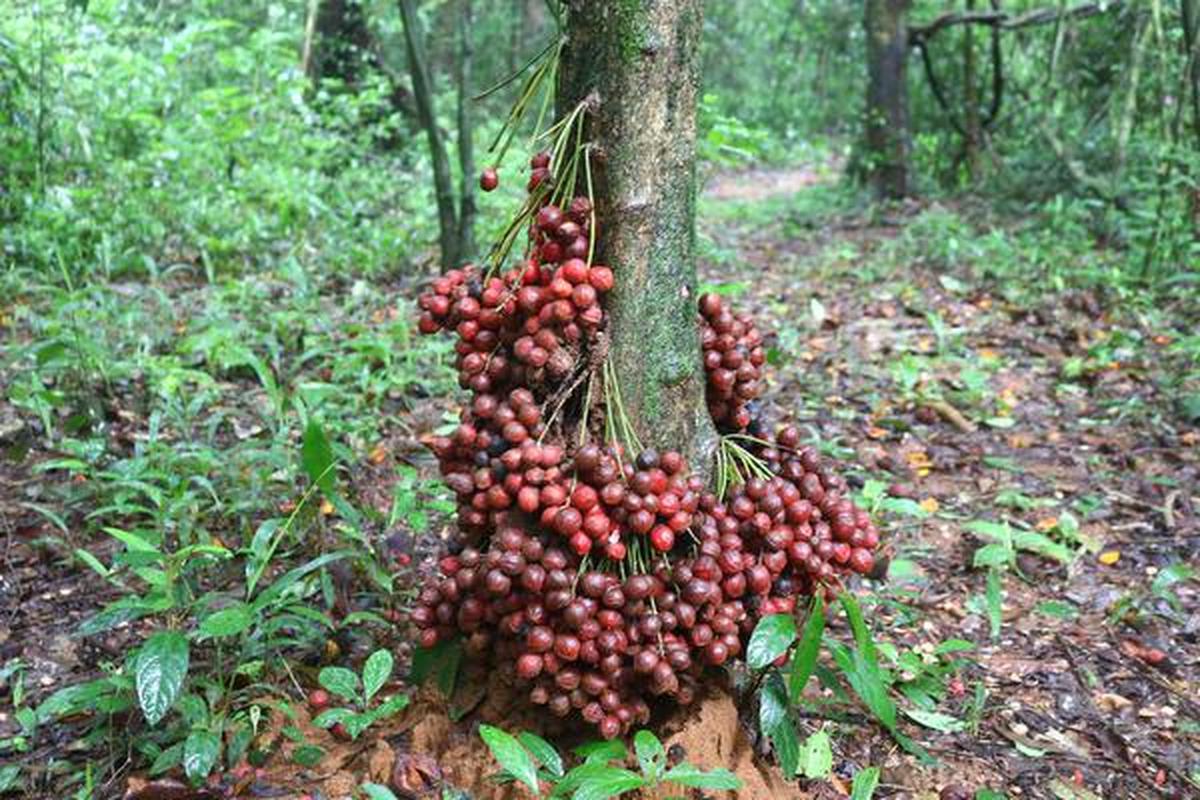 Fruit tree from the Ghats set to take root in farmlands - The Hindu