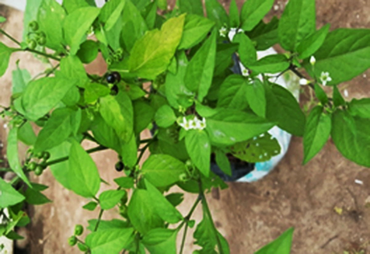 Manathakkali holds hope for liver cancer patients - The Hindu