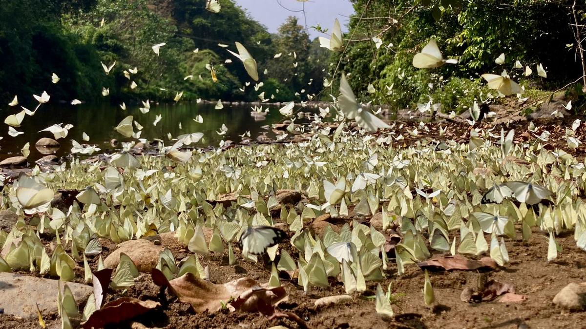 Kerala may soon have a butterfly sanctuary - The Hindu