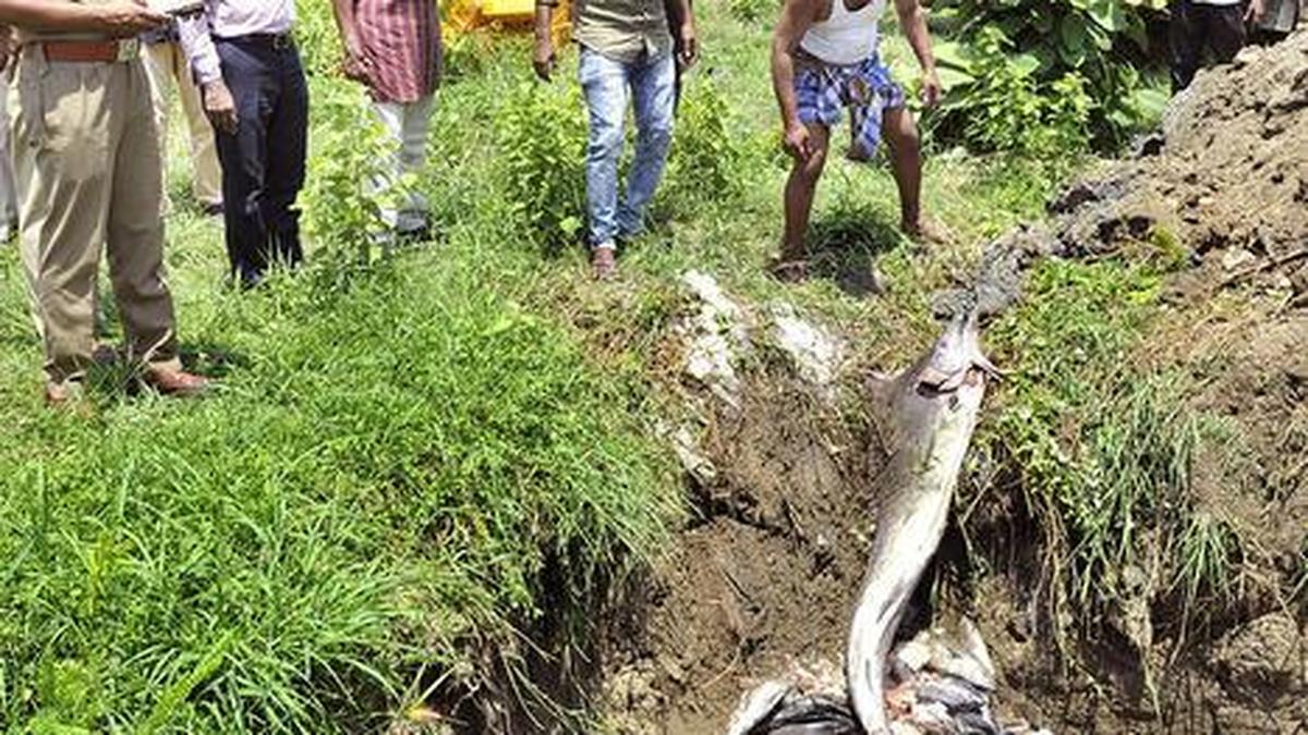 Increase in flow of stale fish from other States - The Hindu