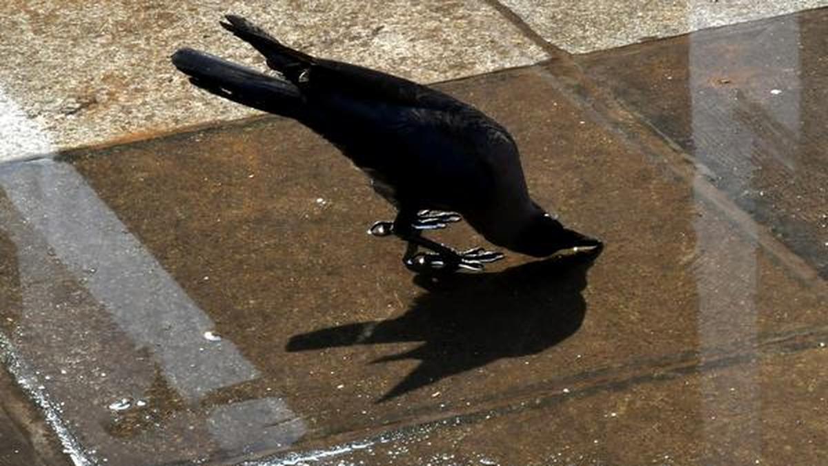 Water shortage unlikely this summer - The Hindu