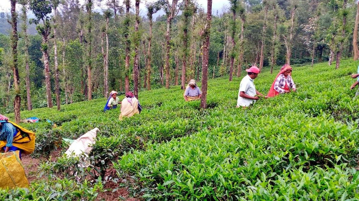 Kerala Declining price of tea leaves puts small growers in a fix - The ...