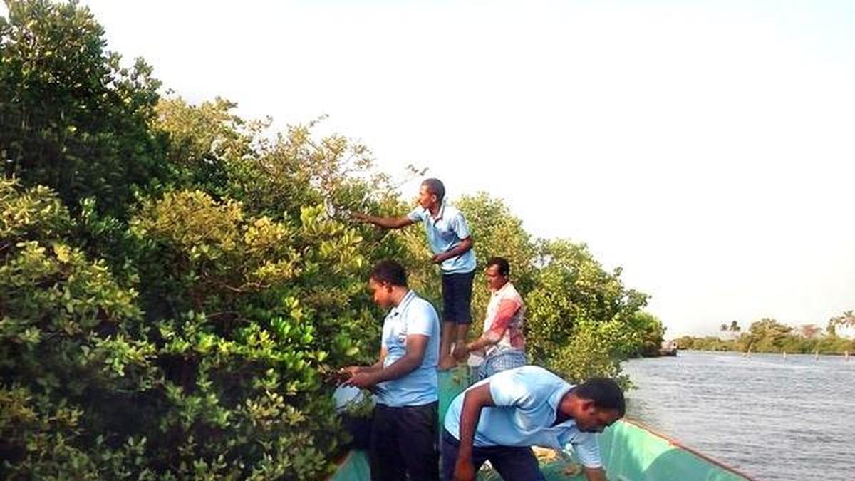 Going green in Neendakara - The Hindu