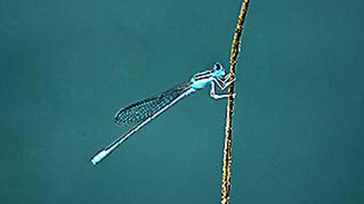 Study spots 84 odonate species in WWS - The Hindu