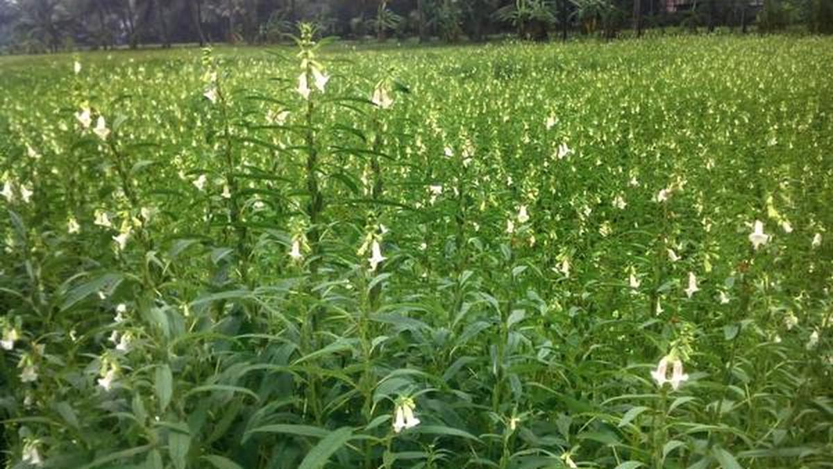 Efforts on to get GI tag for Onattukara sesame - The Hindu