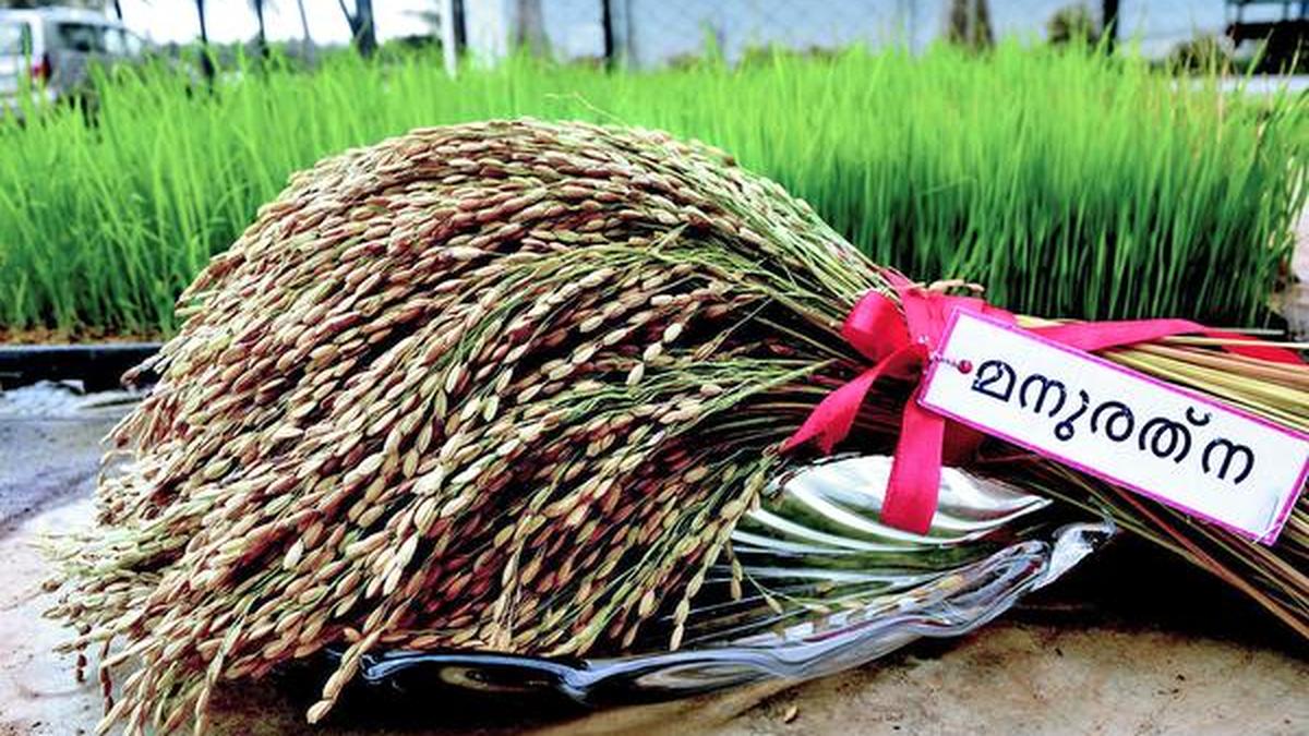 Kerala plans fine-tuning for high-yielding rice variety - The Hindu