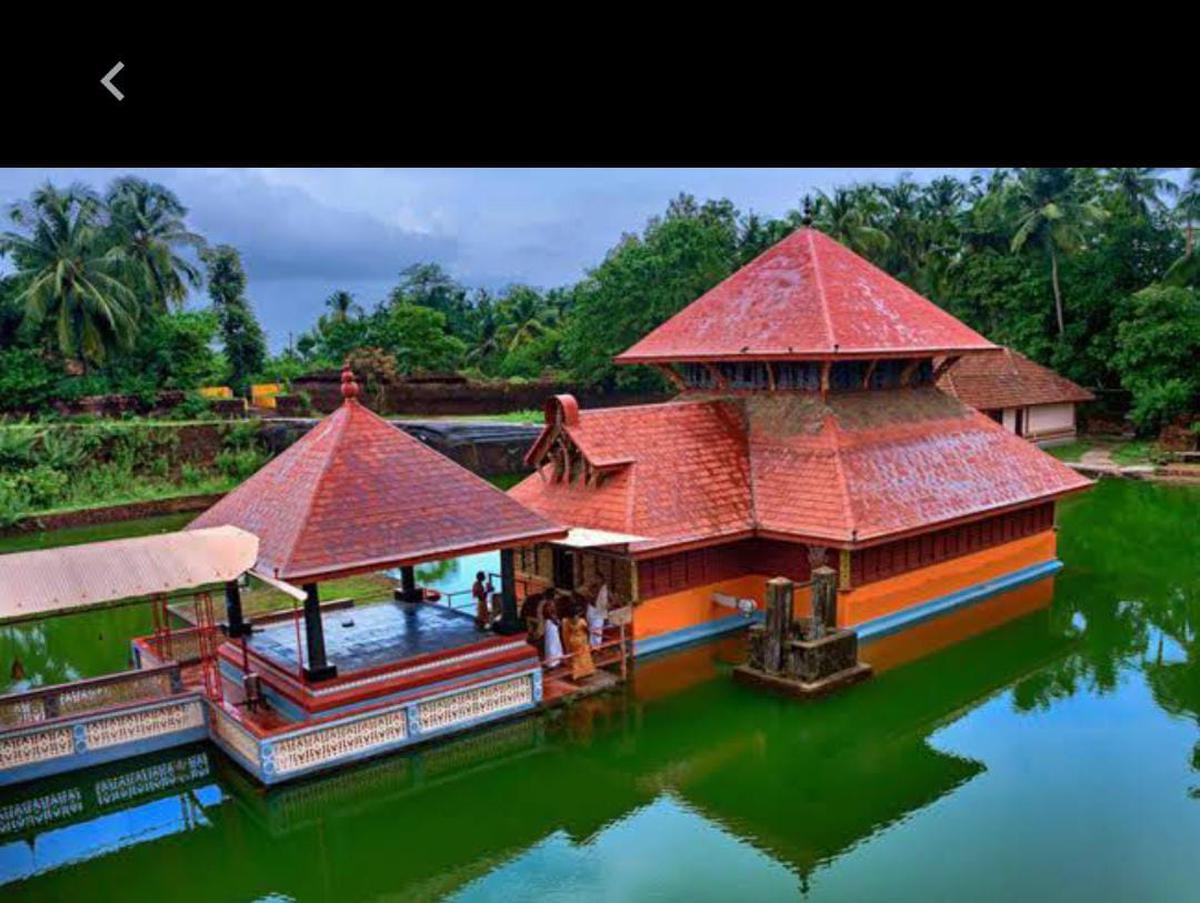 A year after death of the revered Babiya, another crocodile surfaces in ...