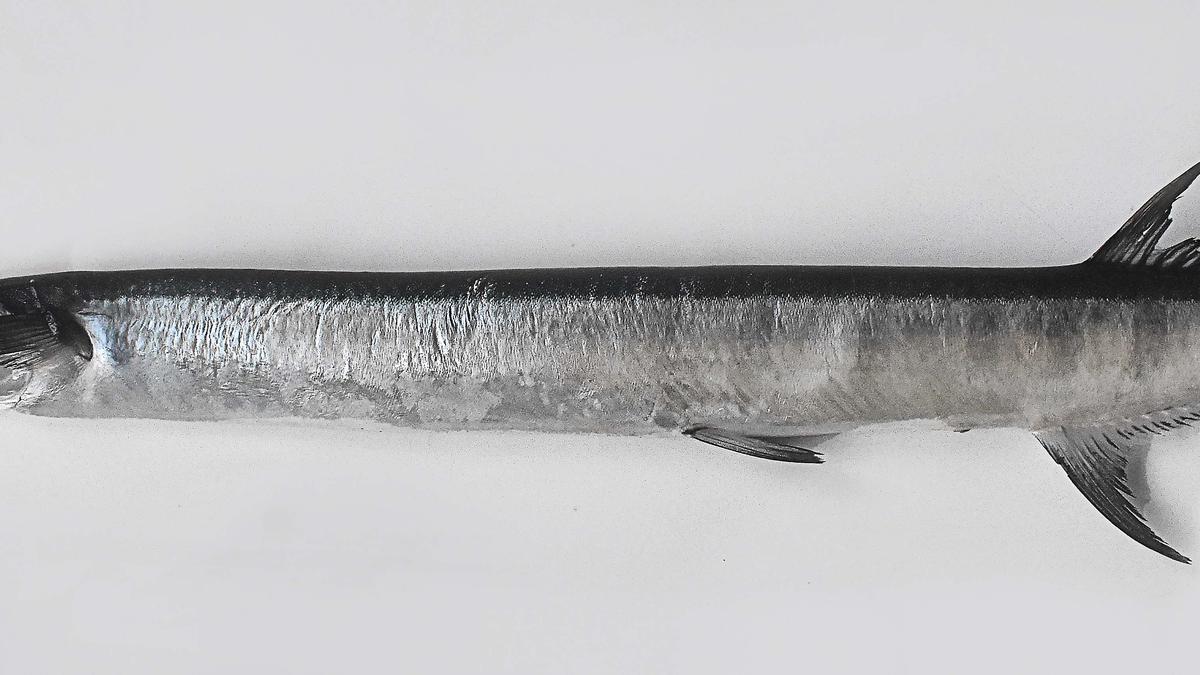 CMFRI team identifies two new species of needlefish - The Hindu