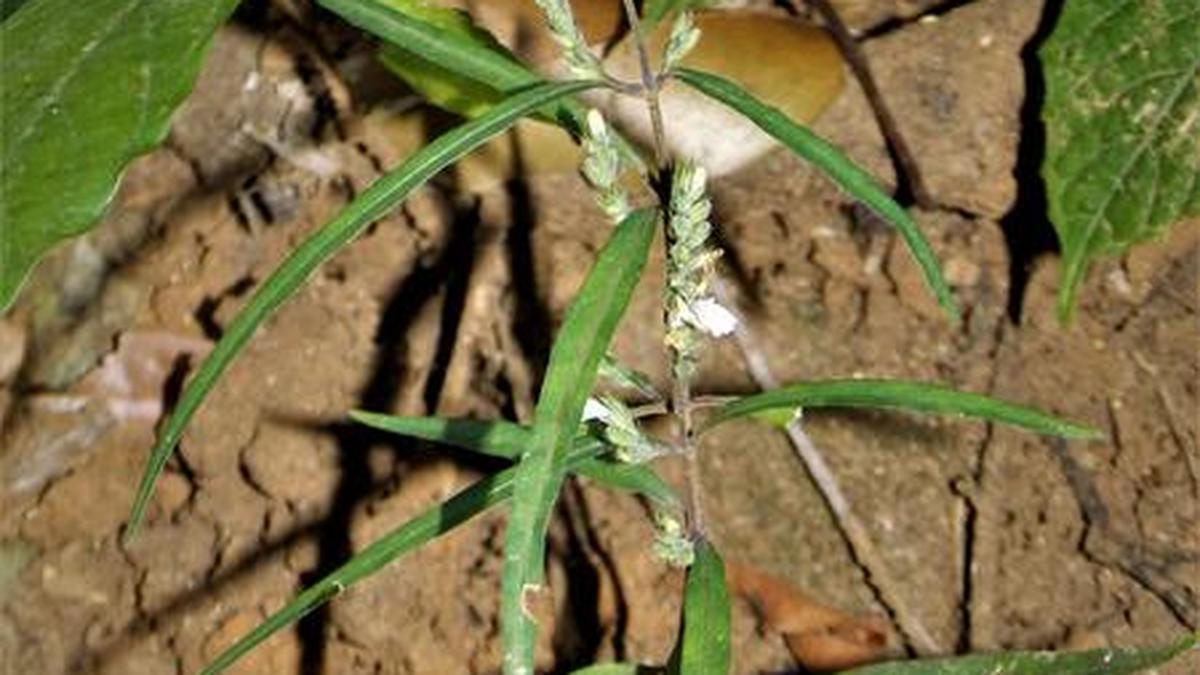 New plant subspecies found in Shendurney sanctuary - The Hindu