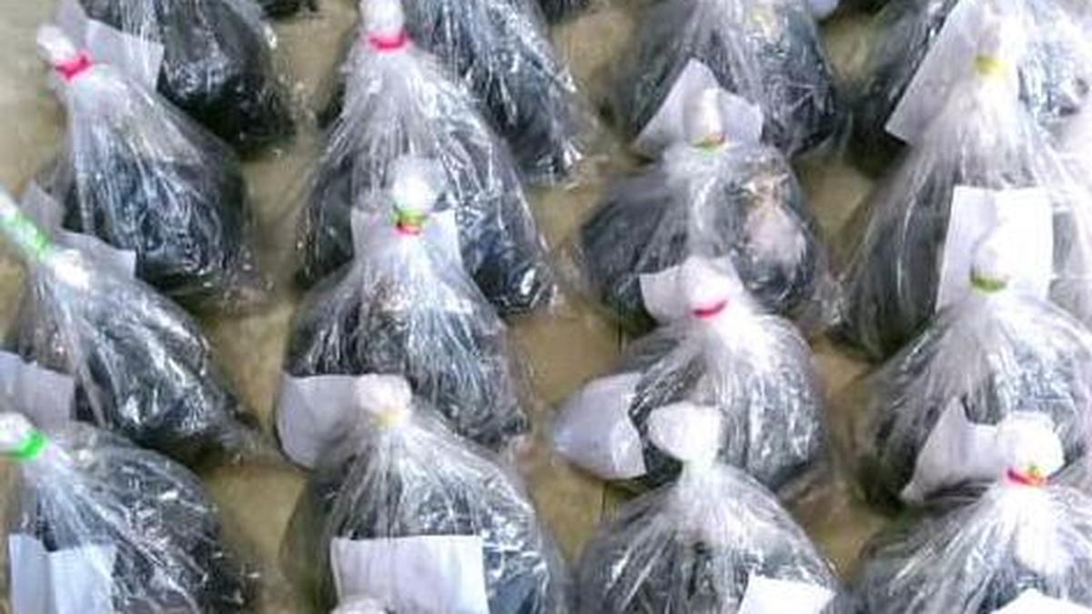 An Idukki lead to thriving hashish oil trade - The Hindu