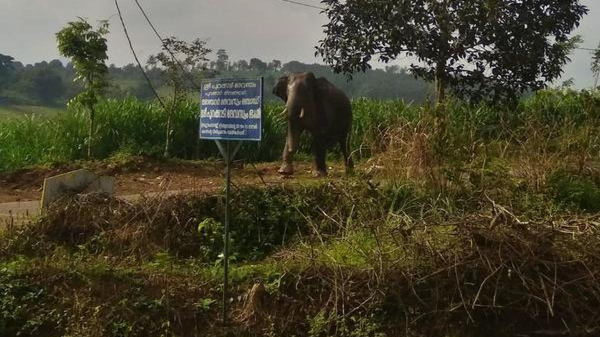 Lone tusker triggers panic in Wayanad - The Hindu