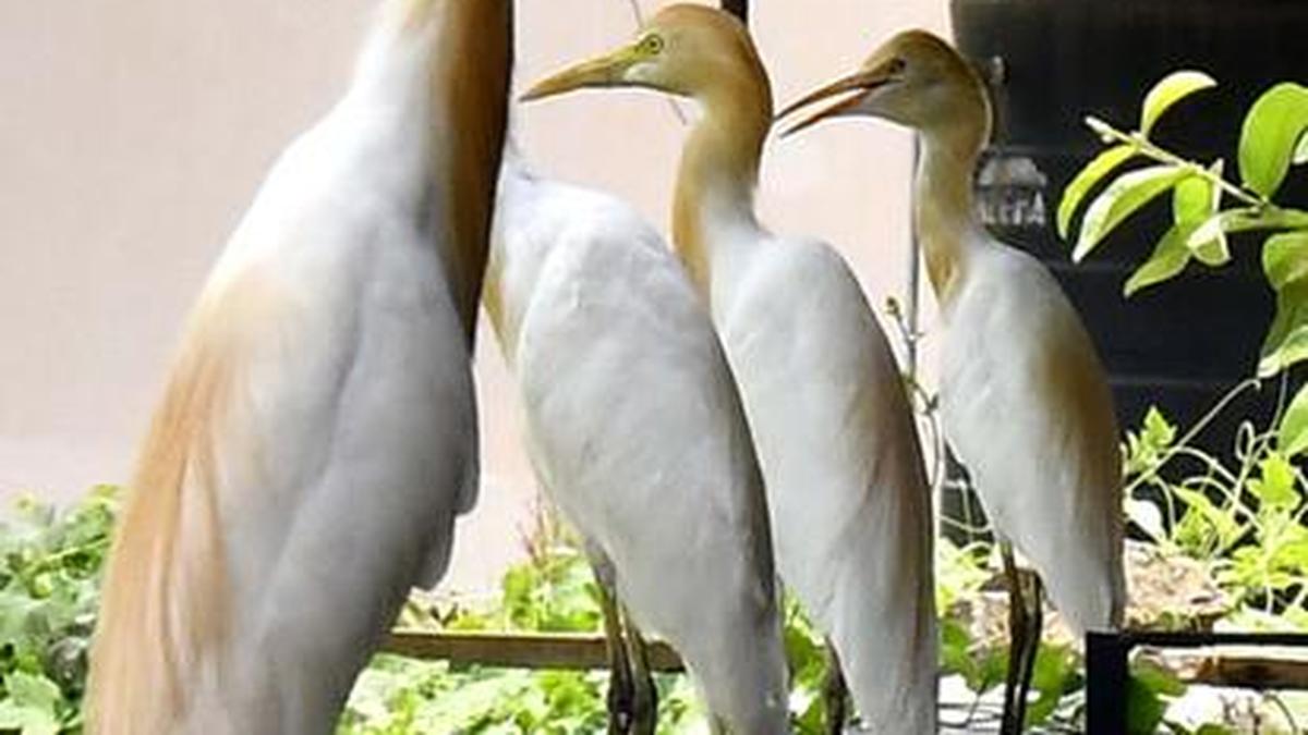 Steps to feed starving birds in Pathanamthitta - The Hindu