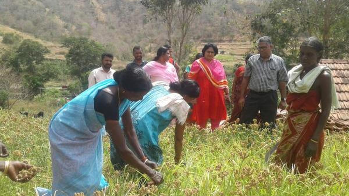 Attappady makes the most of millet - The Hindu