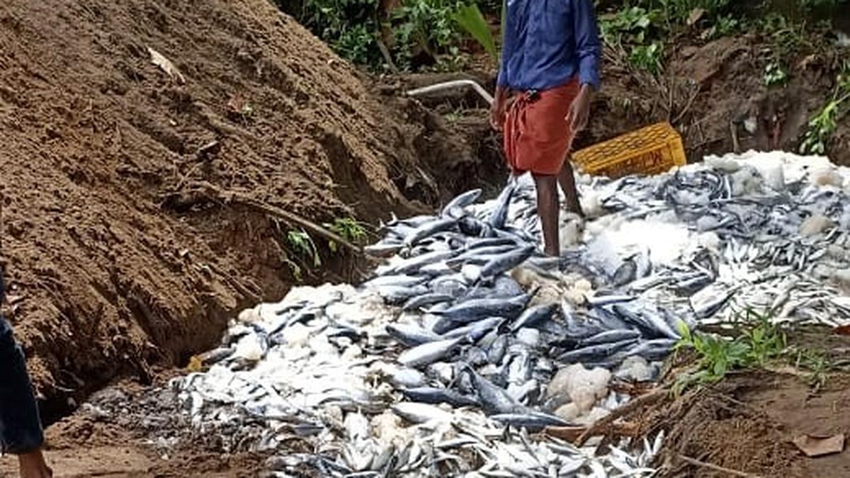 Nearly 10 tonnes of rotten fish seized in Anjuthengu - The Hindu
