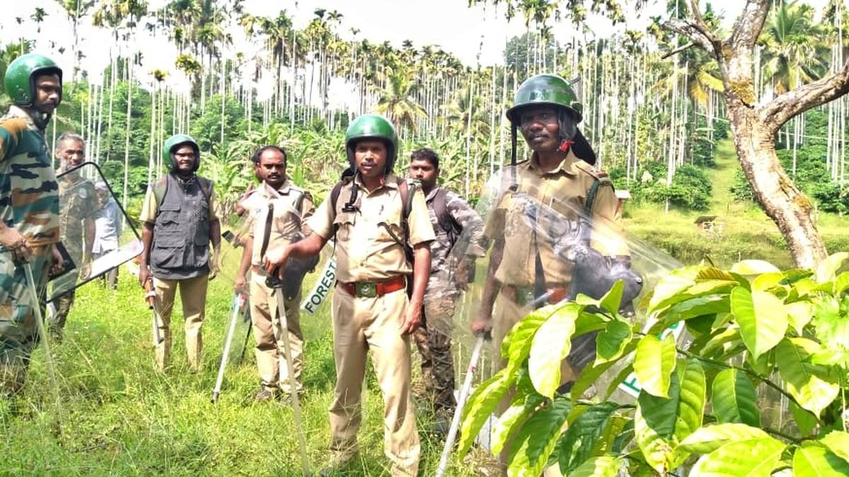 Efforts to capture straying tiger at Meenangadi fruitless - The Hindu